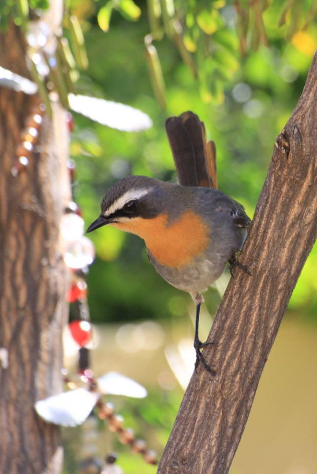 The Rose and the Robin – A Rose-Scented Life