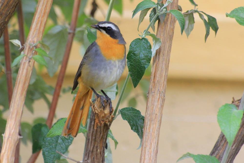 The Rose and the Robin – A Rose-Scented Life