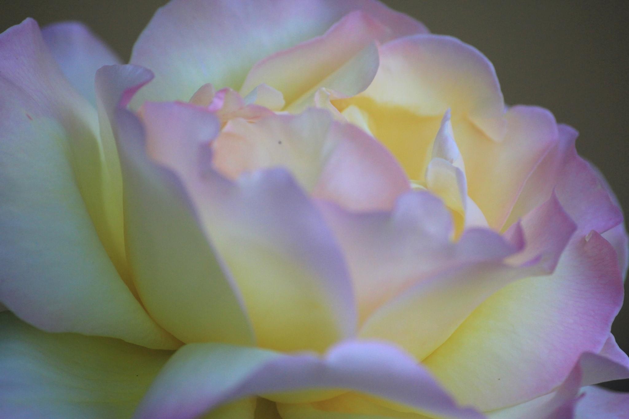 The Rose and the Robin – A Rose-Scented Life