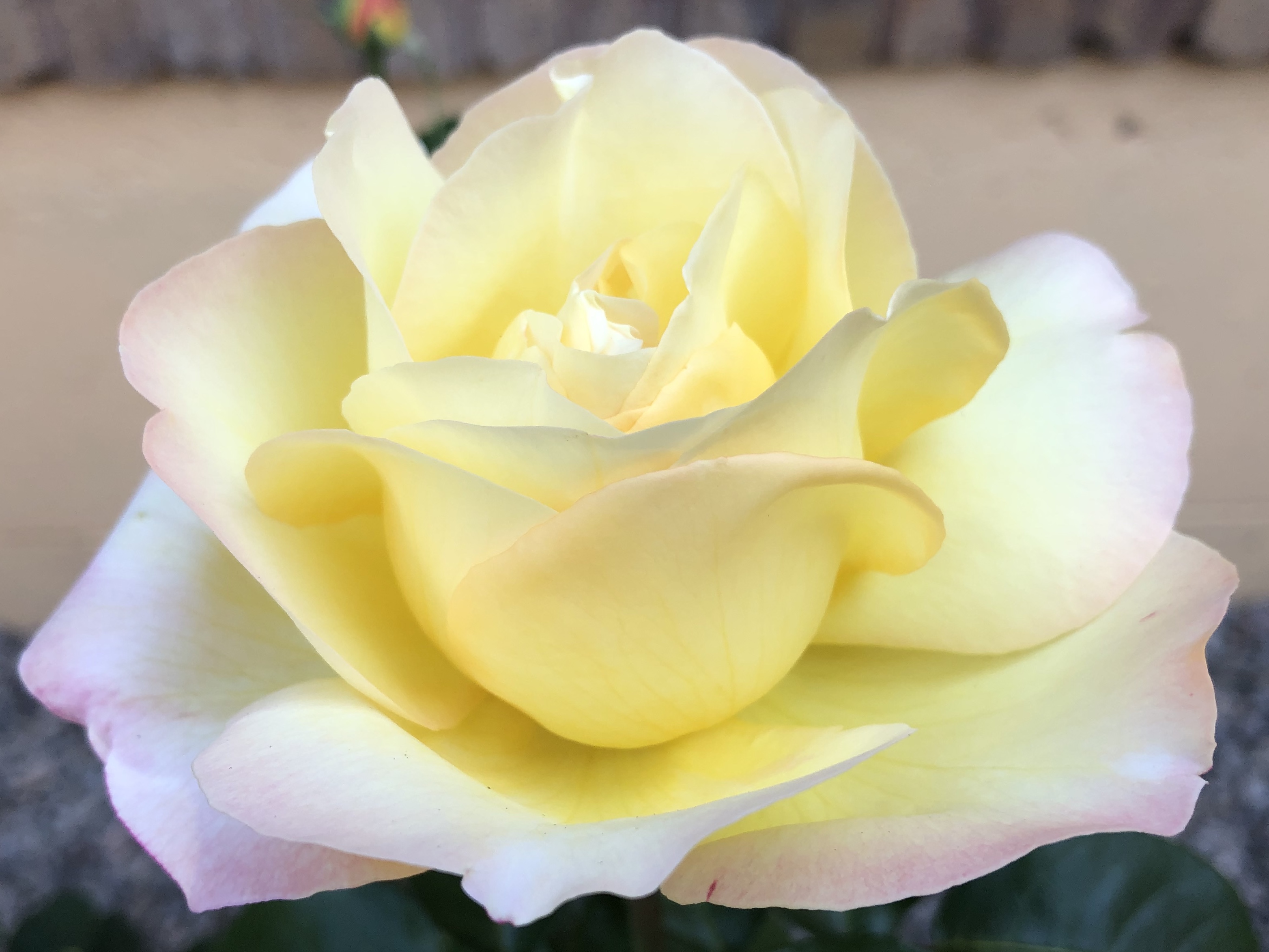 The Rose and the Robin – A Rose-Scented Life