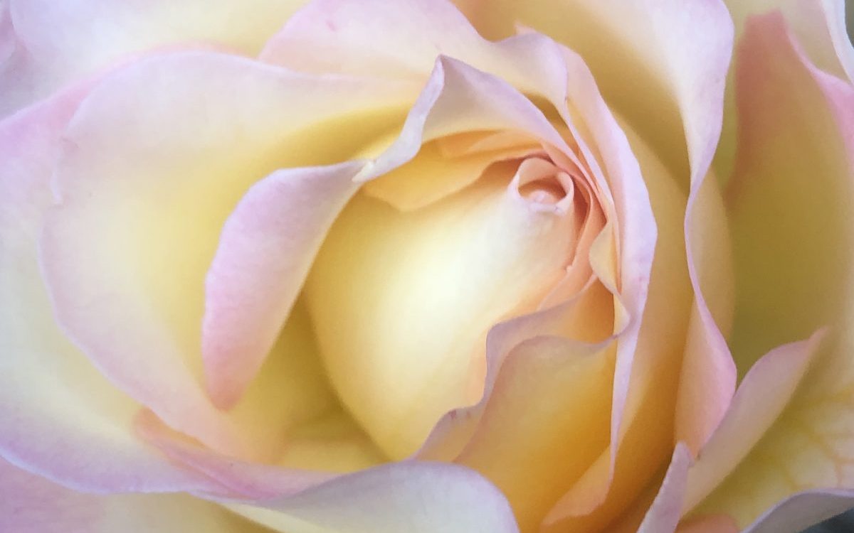 The Rose and the Robin – A Rose-Scented Life